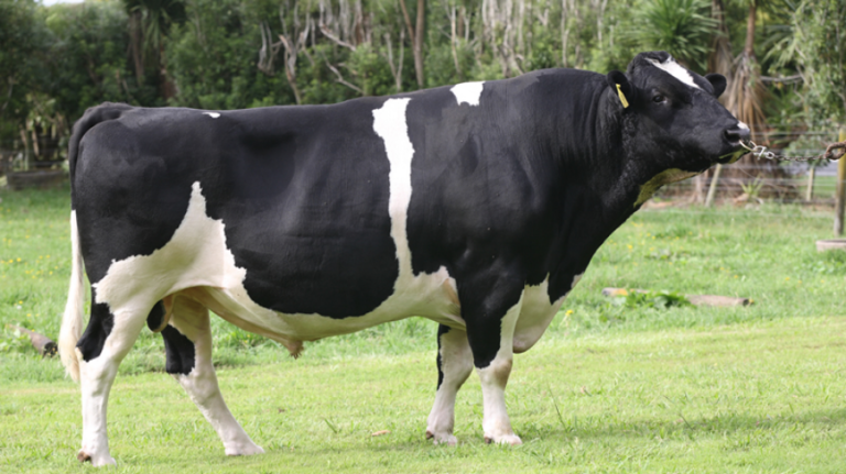 LIC International Livestock Improvement Dairy Cow Genetics Breeding & More