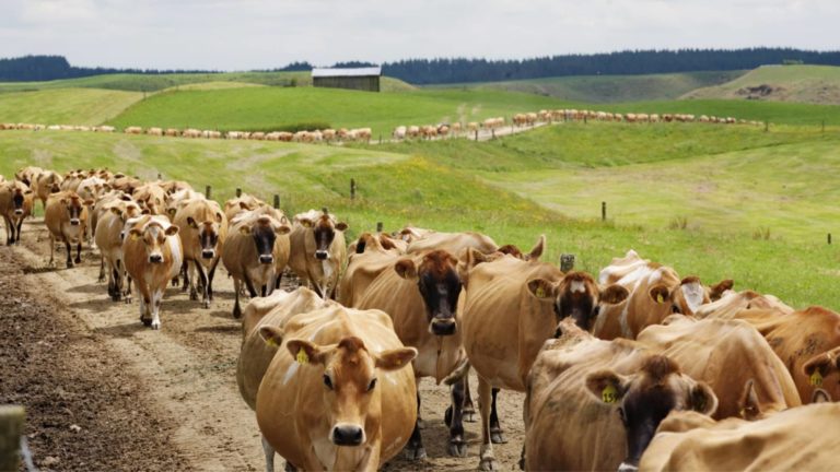 LIC Cattle Artificial Insemination | NZ Cow Breeds Farm Consultancy & More
