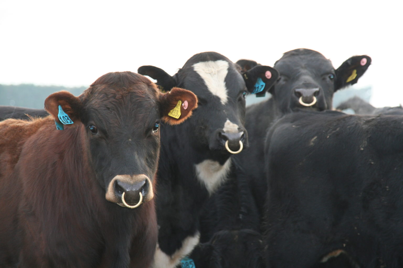 About LIC Livestock Improvement | Worldwide Dairy Farming Solutions