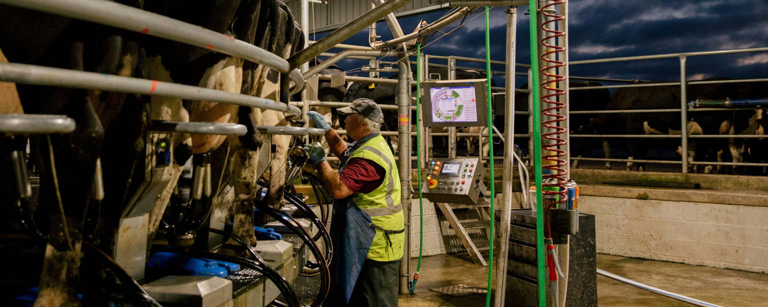 LIC Cattle Artificial Insemination | NZ Cow Breeds Farm Consultancy & More