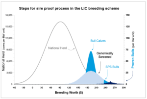 LIC Sire Proving Scheme Elite Bulls | Best Breed Of Dairy Cattle
