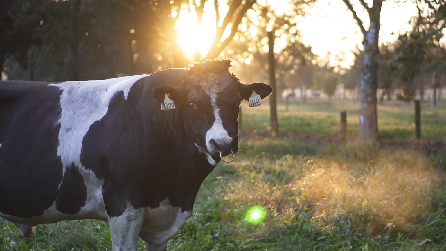 About LIC Livestock Improvement | Worldwide Dairy Farming Solutions