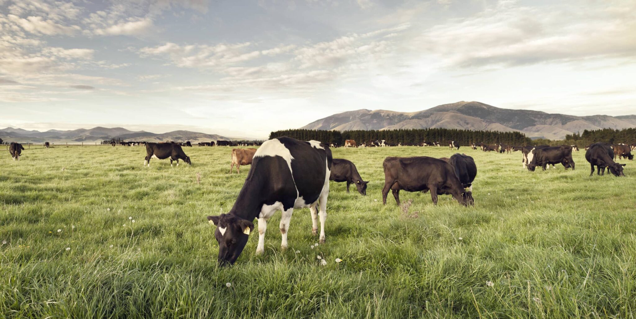 About LIC Livestock Improvement | Worldwide Dairy Farming Solutions