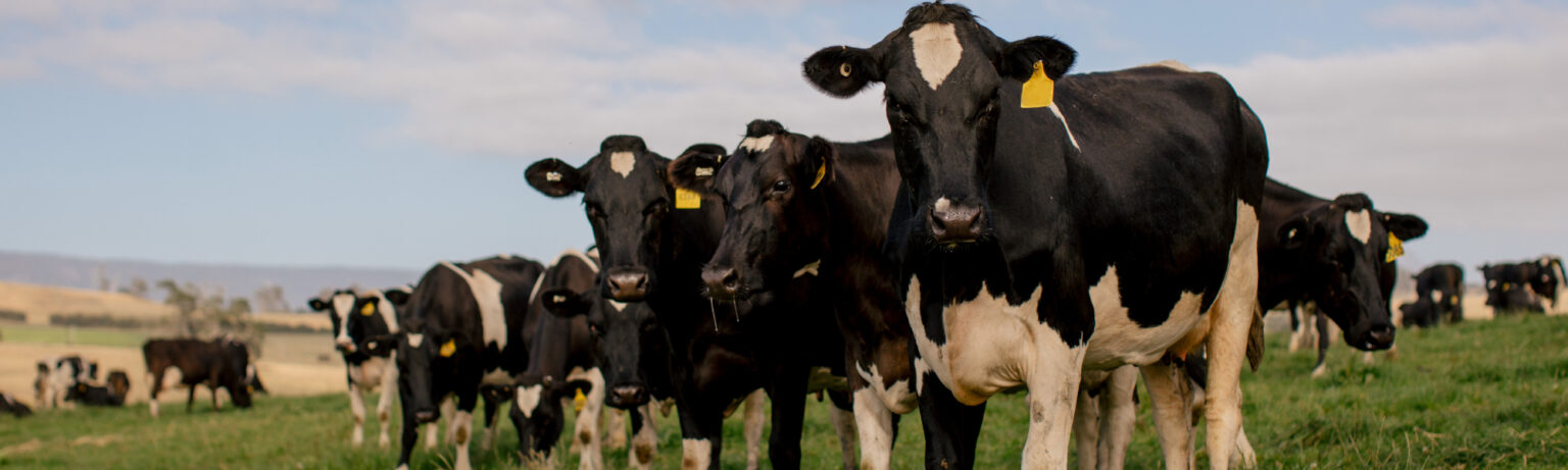 Contact LIC International Dairy Cow Genetics Breeding Farm Consultancy ...