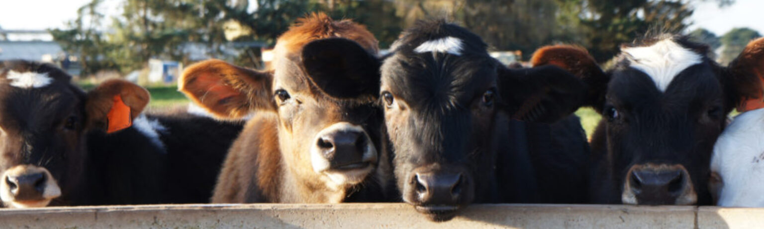 Contact LIC International Dairy Cow Genetics Breeding Farm Consultancy ...