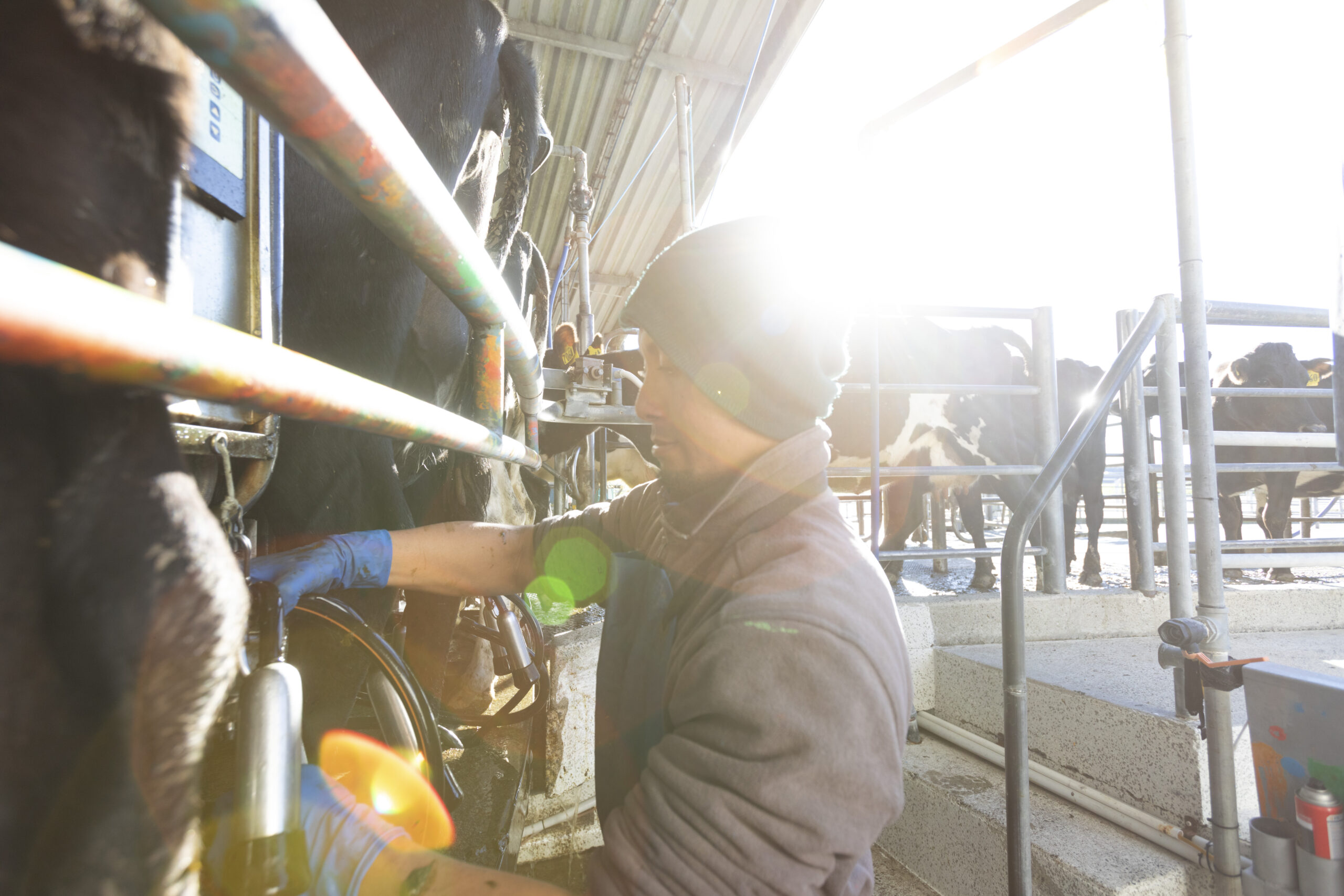 Genomics Providing Faster Genetic Improvement In Dairy Cows | LIC