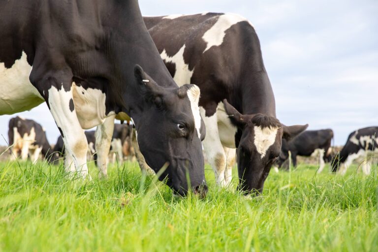 LIC International Livestock Improvement Dairy Cow Genetics Breeding & More