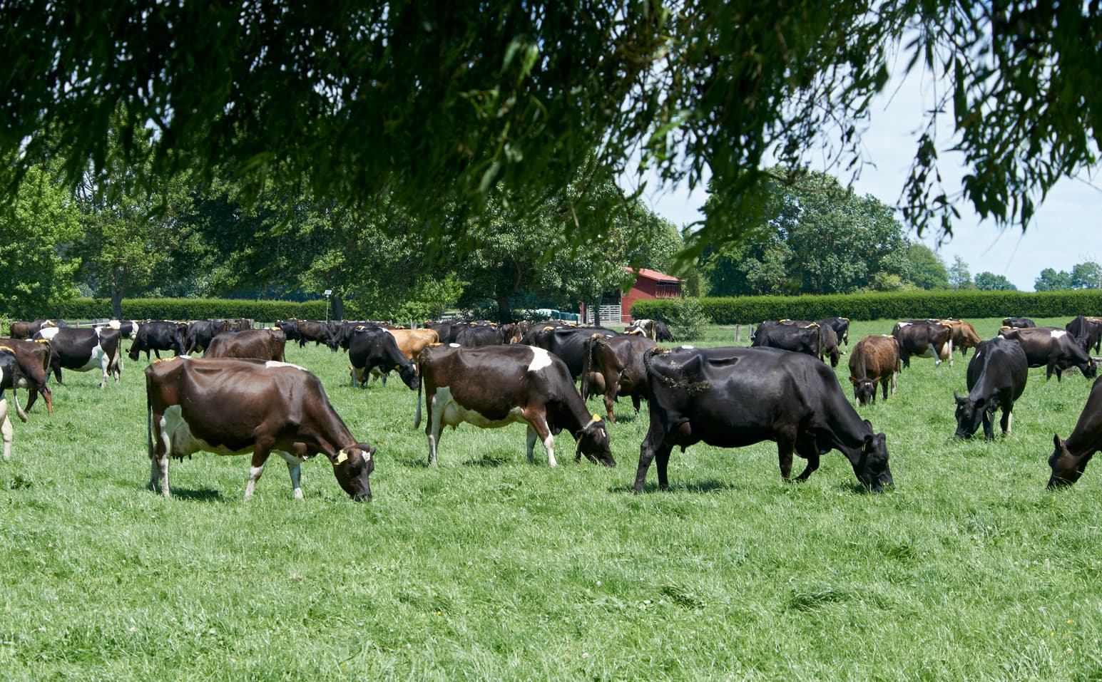 Farmers are one step closer to breeding more climate-friendly cows