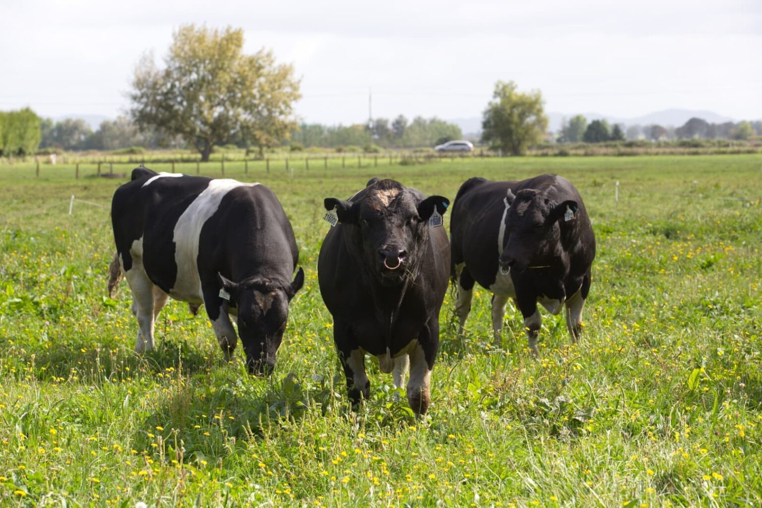 LIC Cattle Artificial Insemination | NZ Cow Breeds Farm Consultancy & More