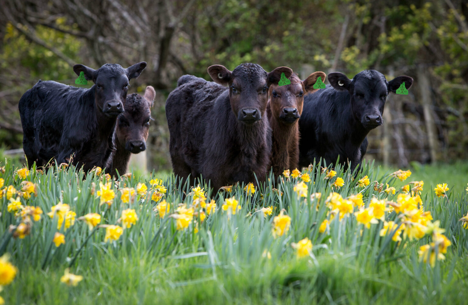 Meet New Zealand’s Coolest Dairy Cows | LIC International