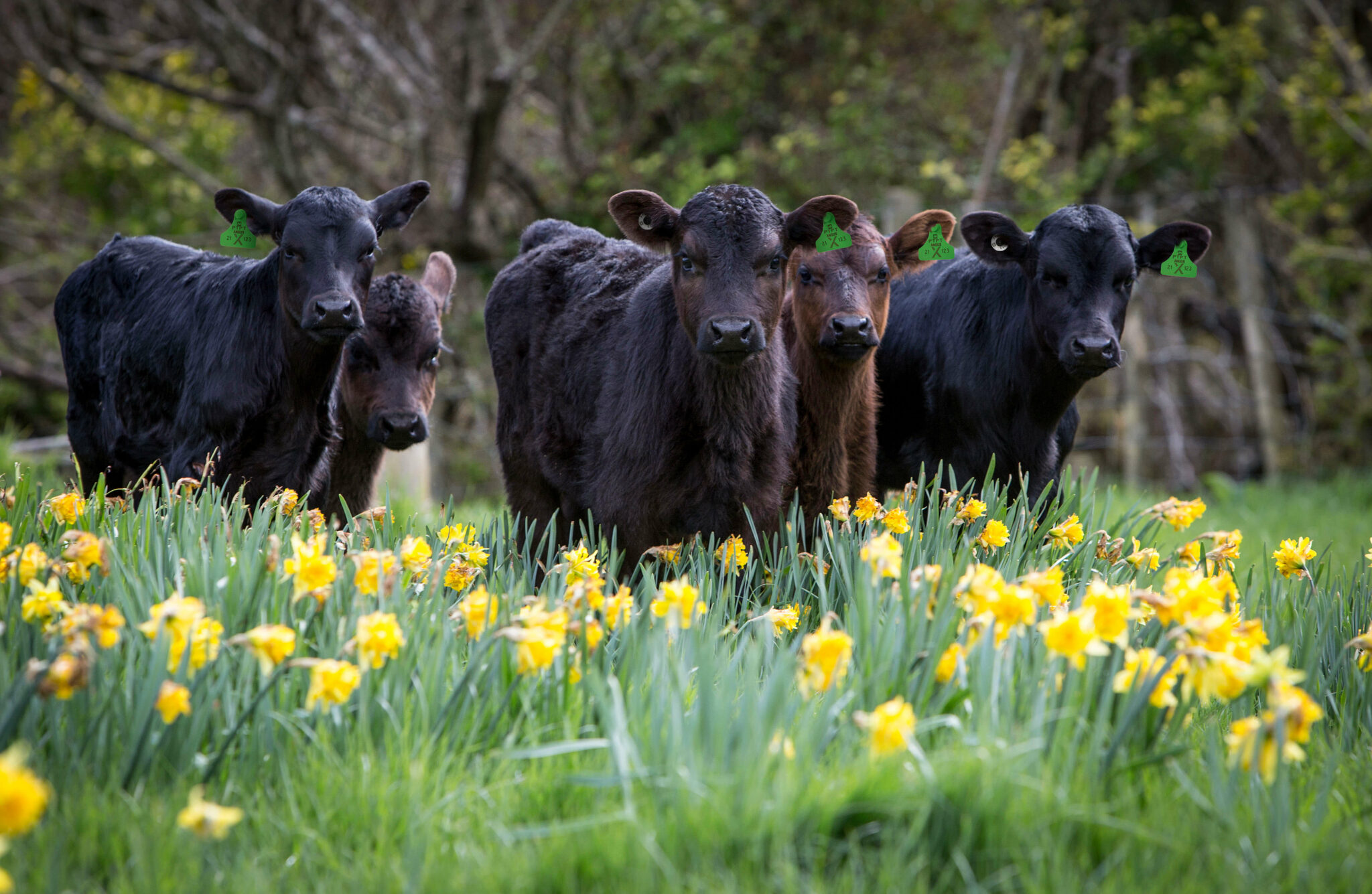 SLICK - developing heat tolerant dairy animals • LIC International