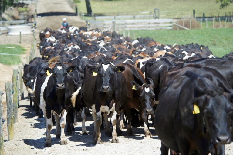 LIC International Livestock Improvement Dairy Cow Genetics Breeding & More