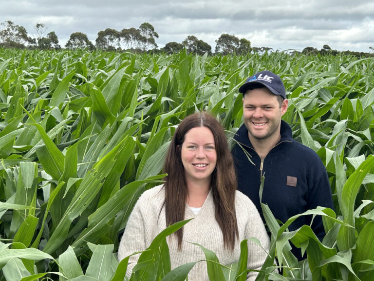 LIC International Livestock Improvement Dairy Cow Genetics Breeding & More