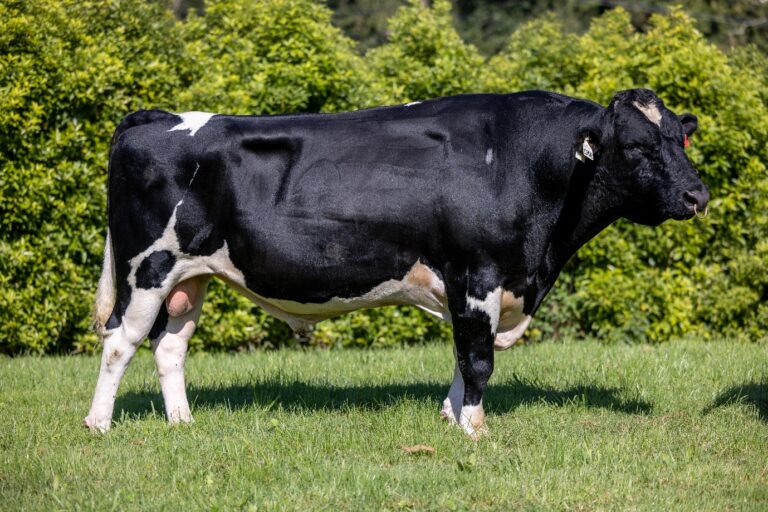 LIC International Livestock Improvement Dairy Cow Genetics Breeding & More