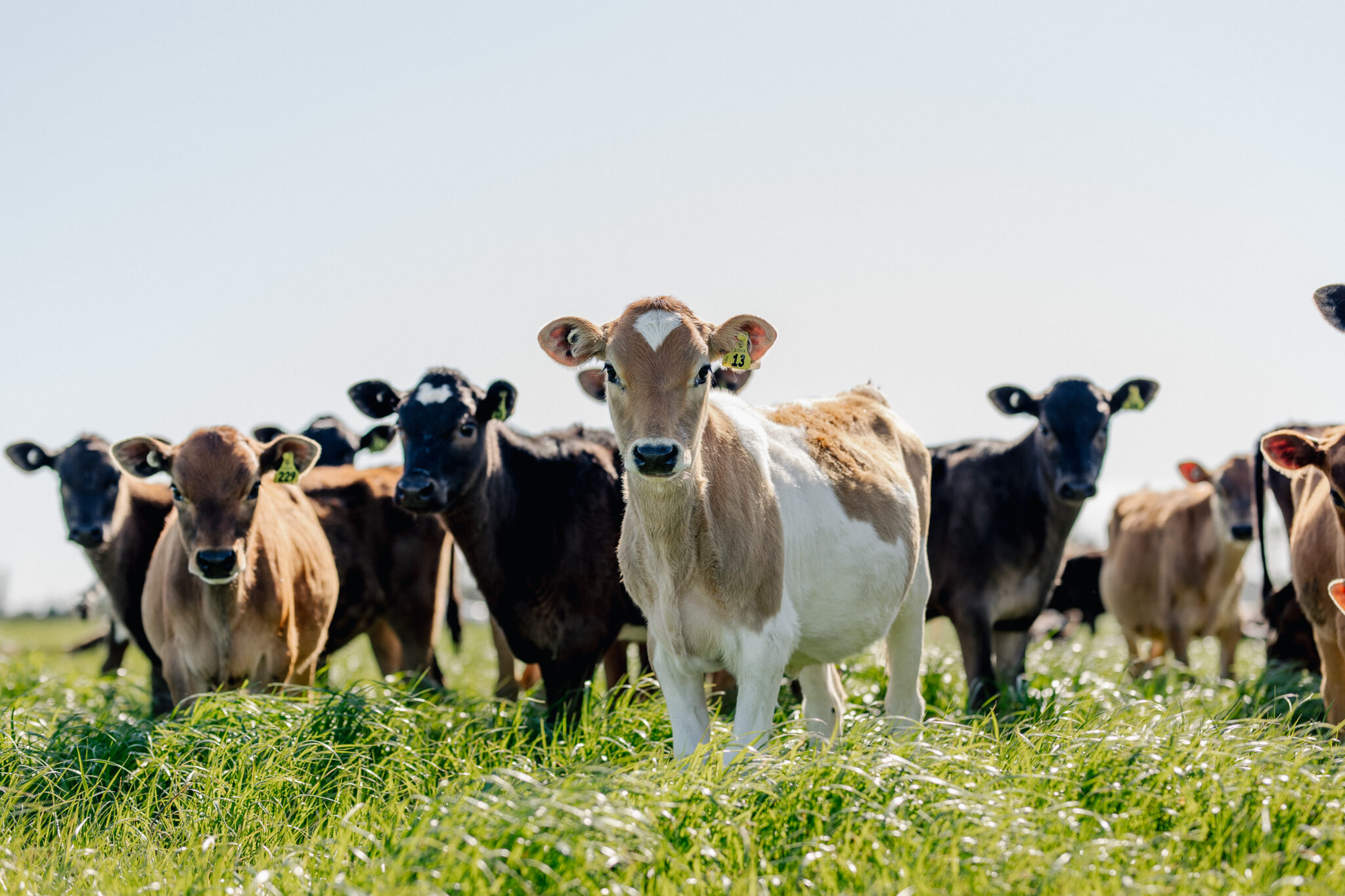 About LIC Livestock Improvement | Worldwide Dairy Farming Solutions