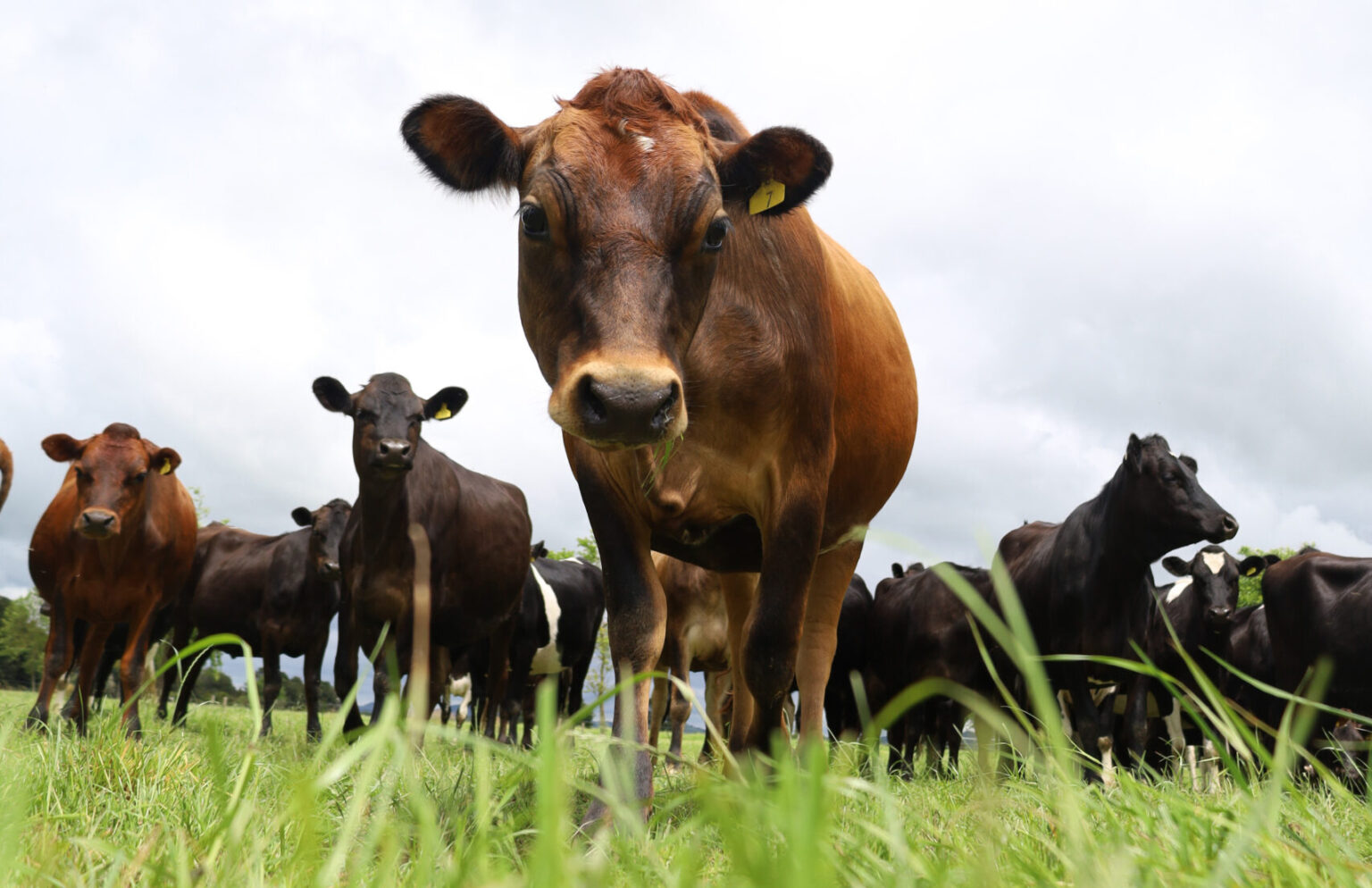 LIC International Livestock Improvement Dairy Cow Genetics Breeding & More