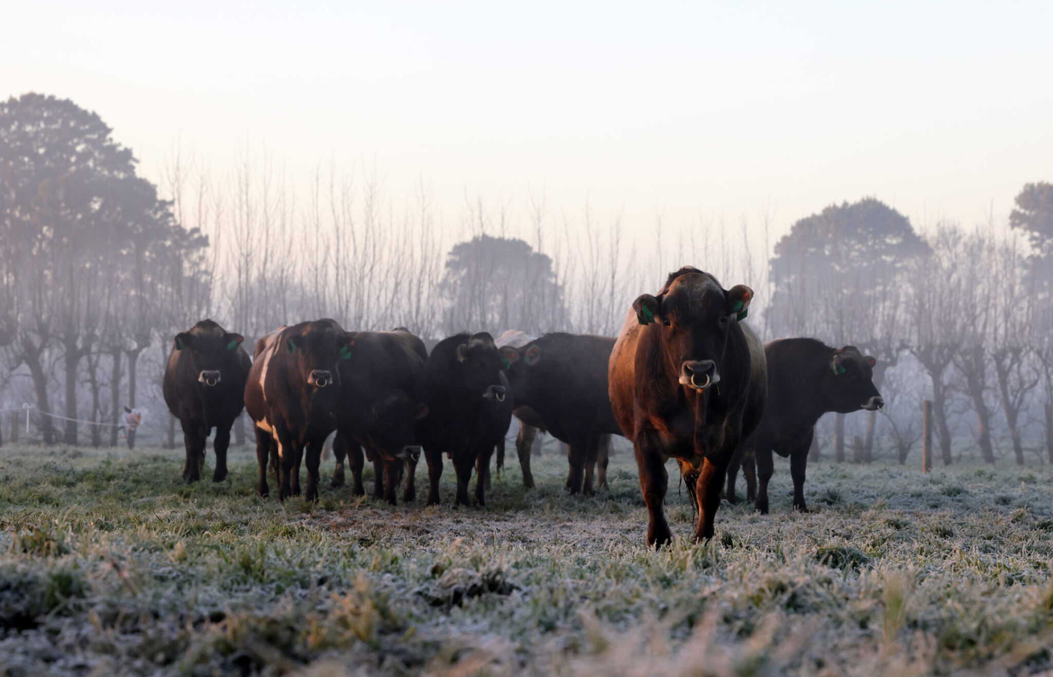 LIC International Livestock Improvement Dairy Cow Genetics Breeding & More