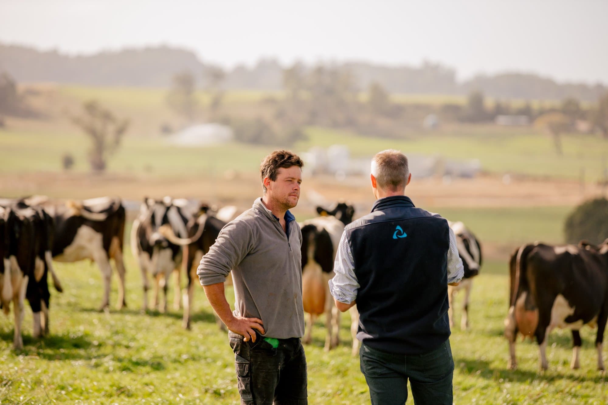 LIC Cattle Artificial Insemination | NZ Cow Breeds Farm Consultancy & More